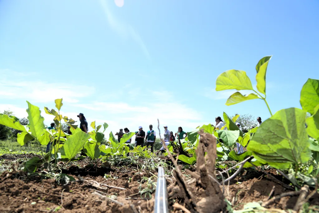 合作伙伴逐步为Caanta生物群落-IDH-可持续贸易倡议确定可持续发展战略 - manbetx万博靠谱吗,manbetx客户端首页 ...